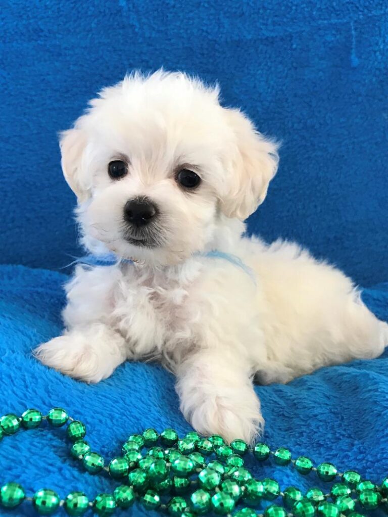 Past Puppies - Precious Pocket Pups