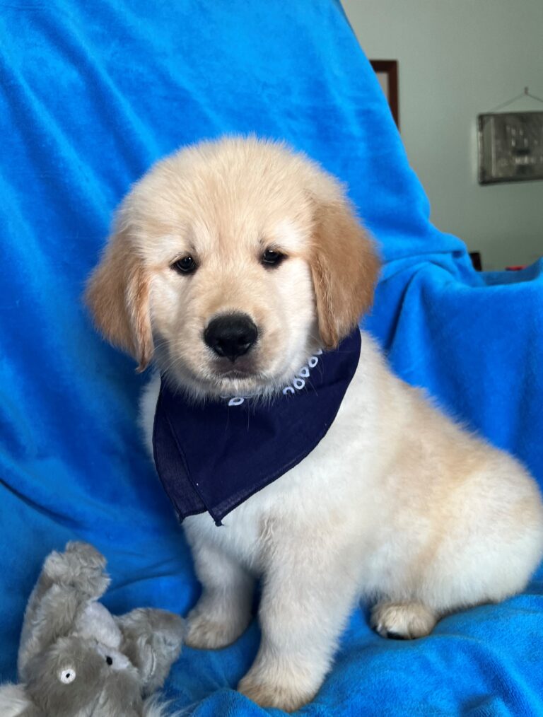 Past Puppies - Precious Pocket Pups